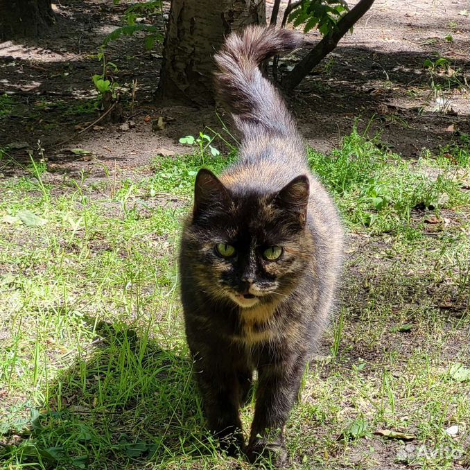 Черепашке жизненно нужен дом