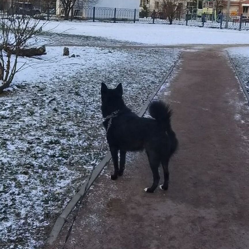 Отдам собаку в добрые руки