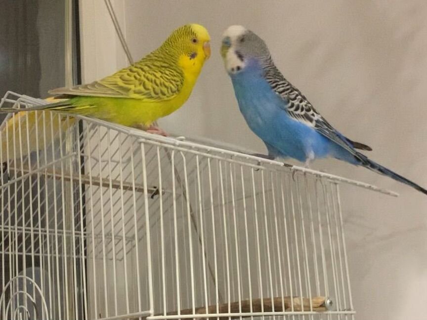 Волнистый попугай с клеткой