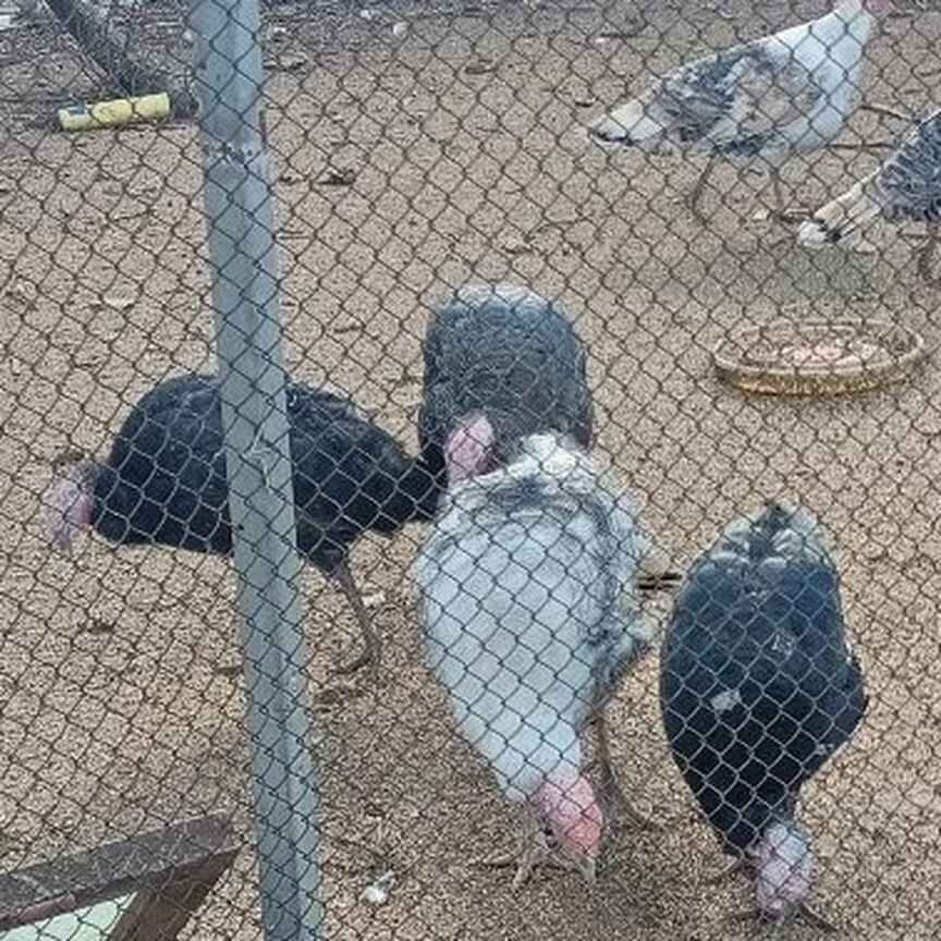 Индюки на мясо