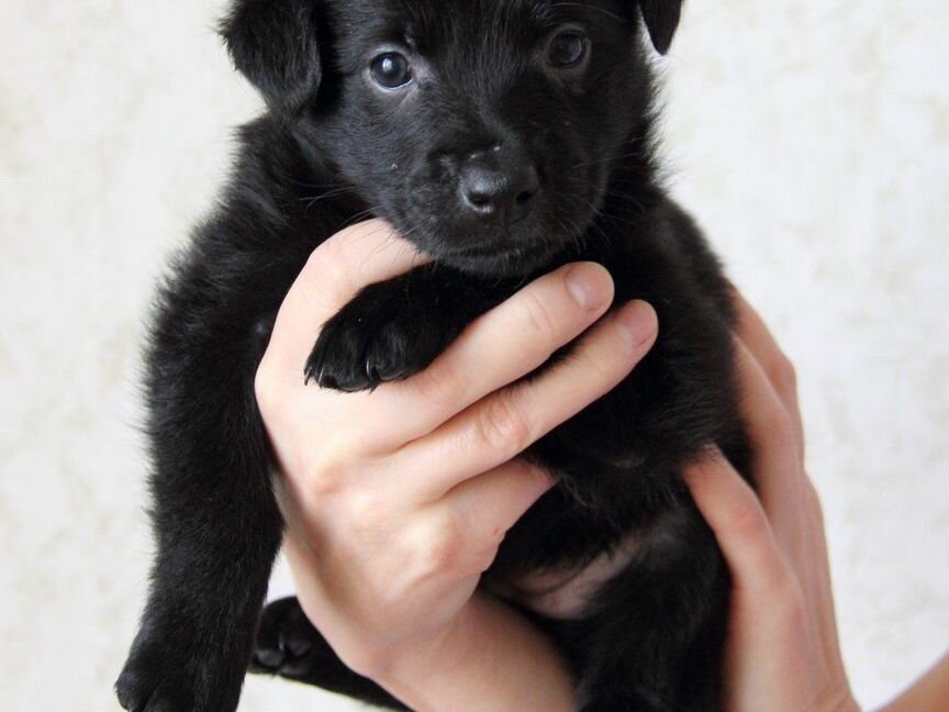 Очаровательные щенки в добрые руки