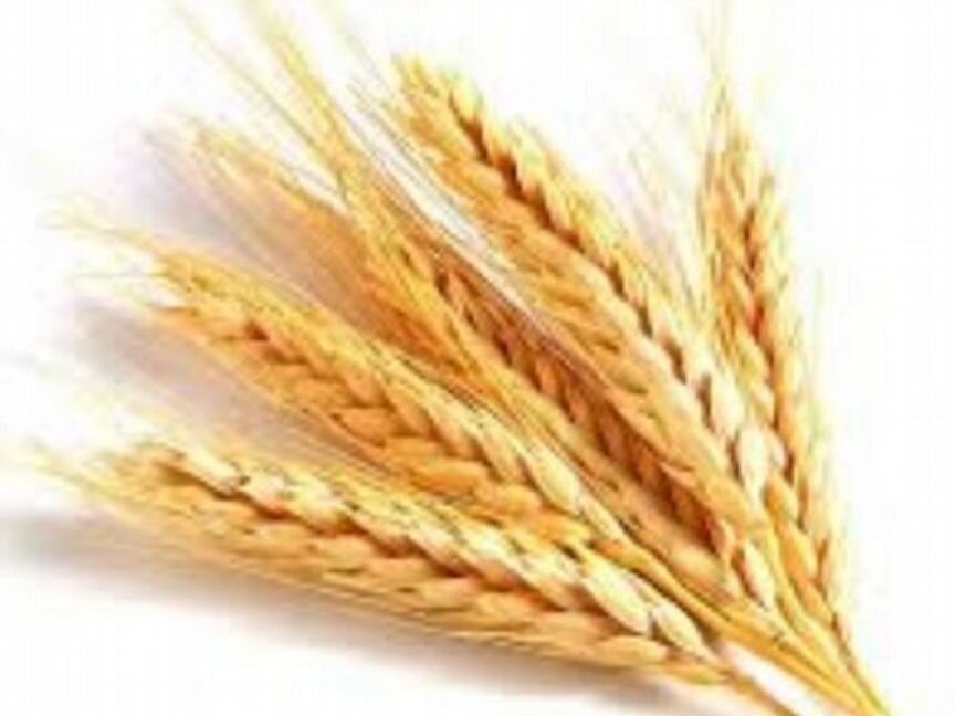 Пшеница