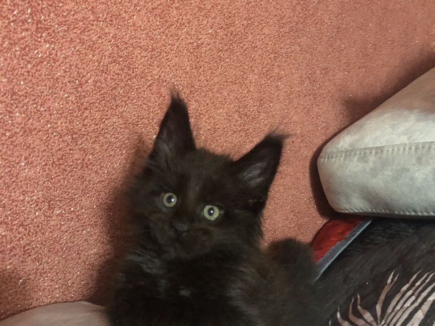 Котята мейн-кун