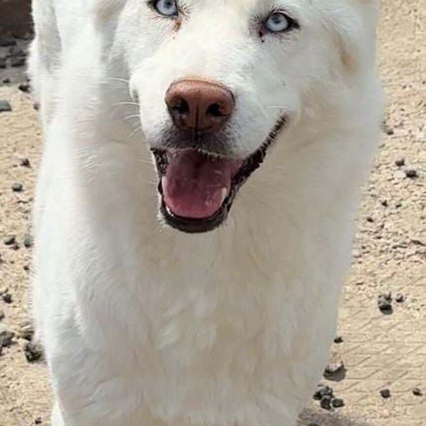 Белла белоснежный ангел пёс собака друг