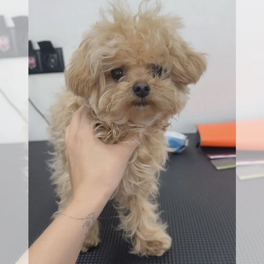 Той-пудель, щенок