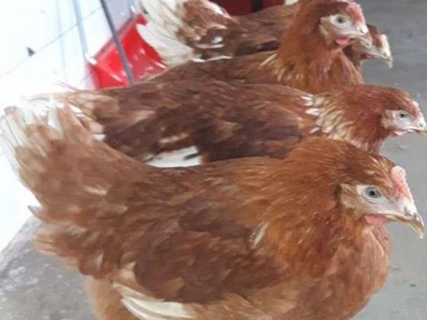 Куры молодки несушки