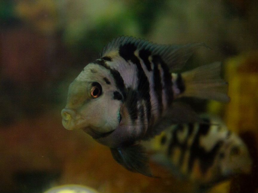 Аквариумные рыбки