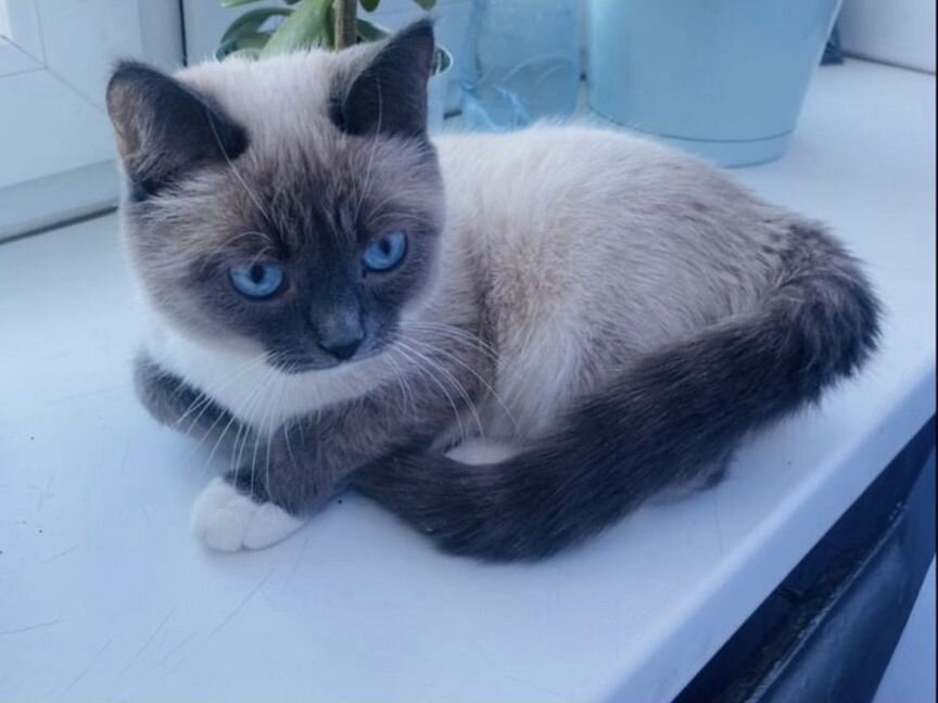 Тайская кошка
