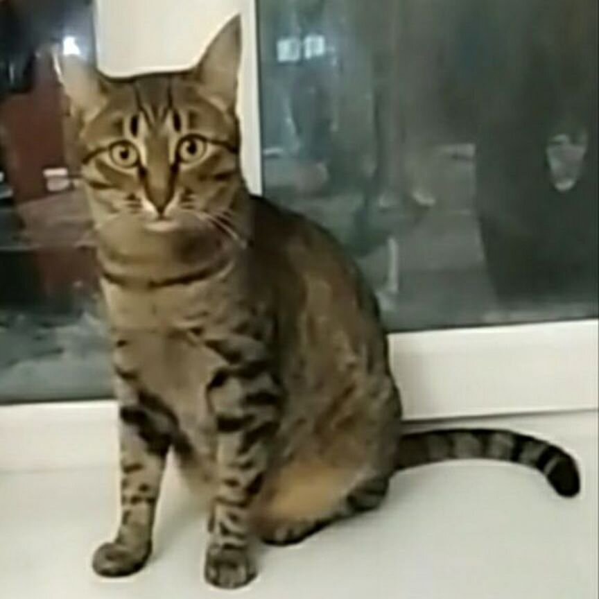 Котик в добрые руки