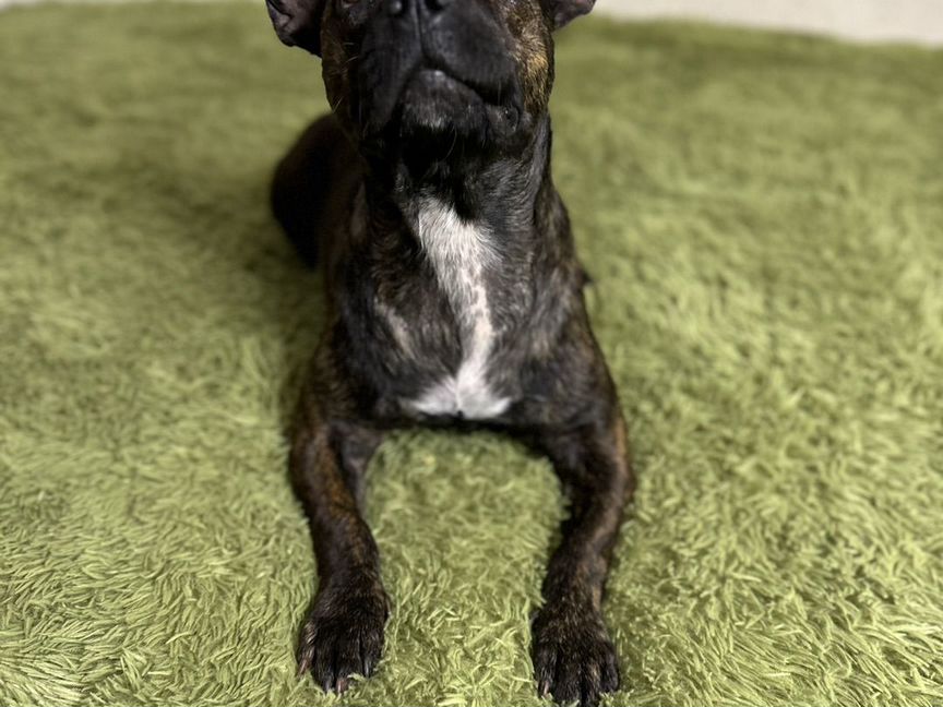 Французский бульдог в добрые руки