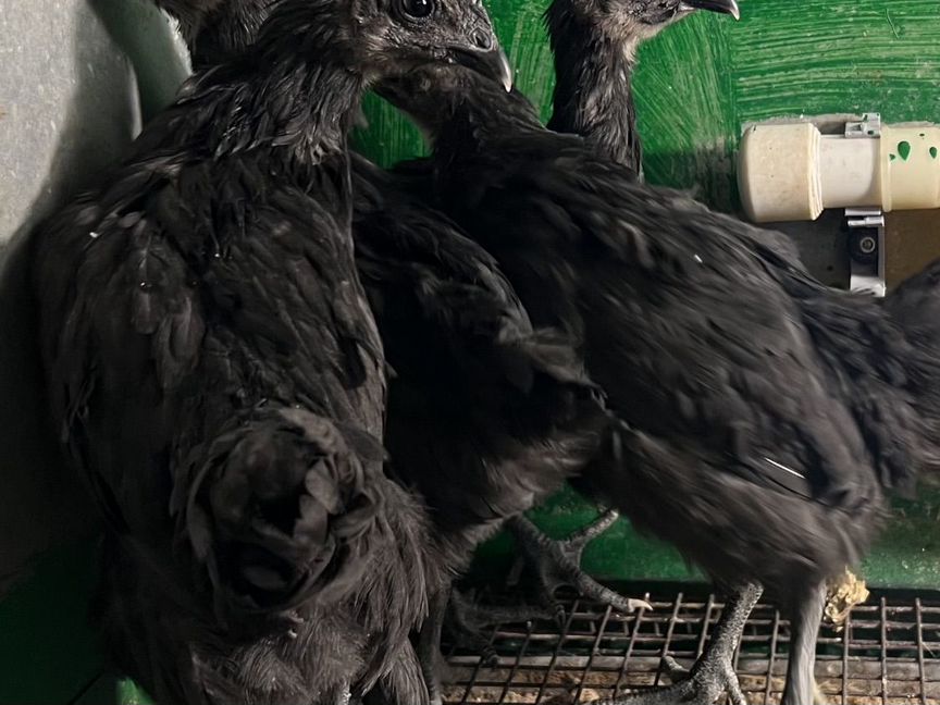 Цыплята ухейилюй