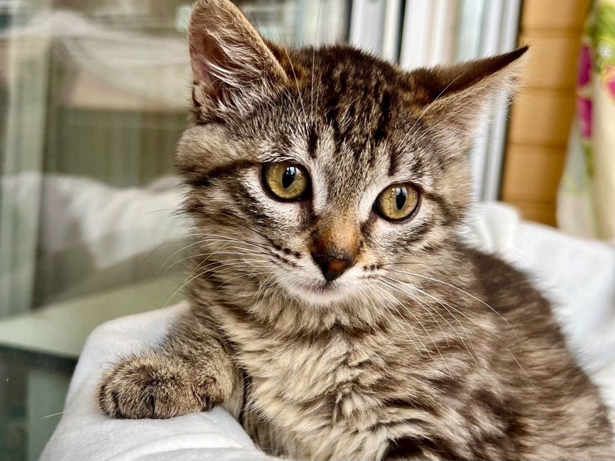 Котенок Тутси - полосатая девочка в добрые руки