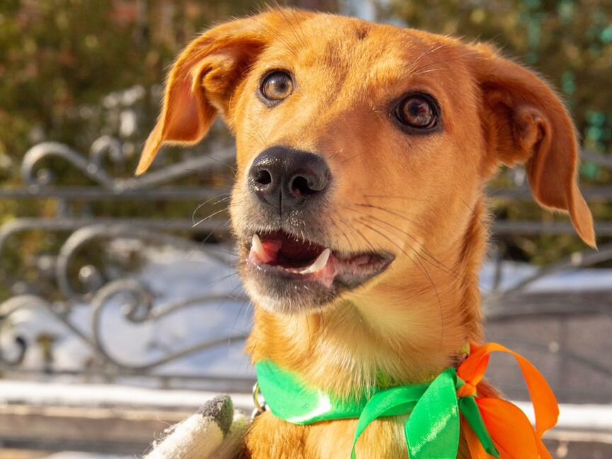 Янтара - личное солнце