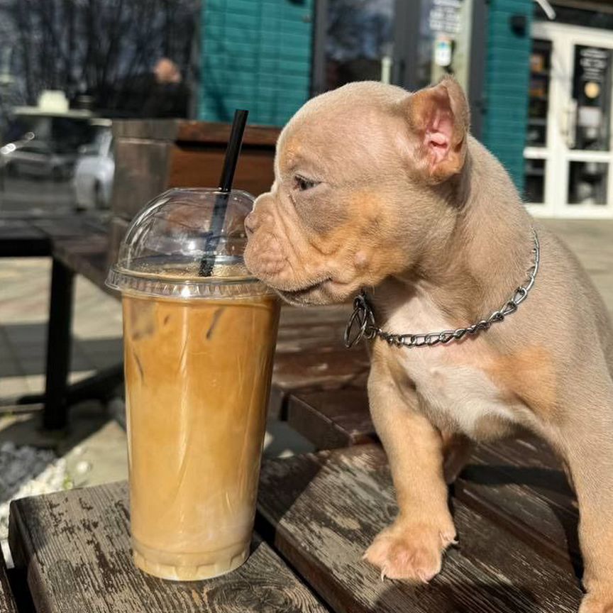 Американский булли, щенок