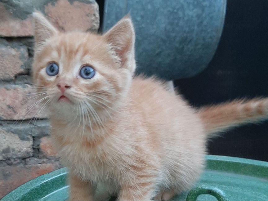 Котята