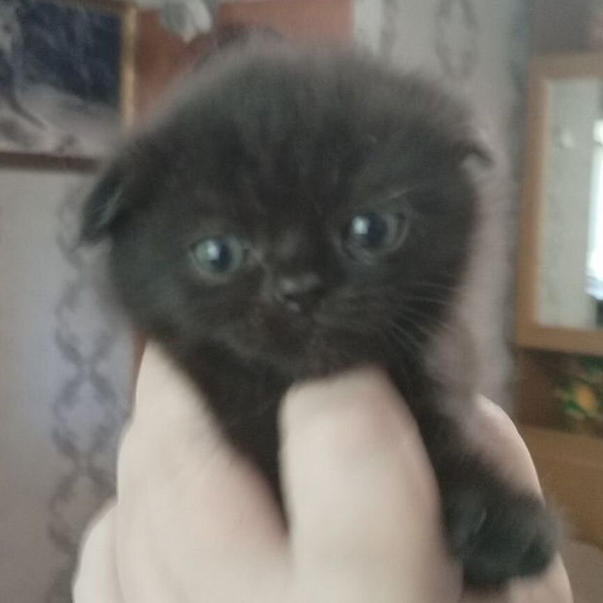 Продаются маленькие котята
