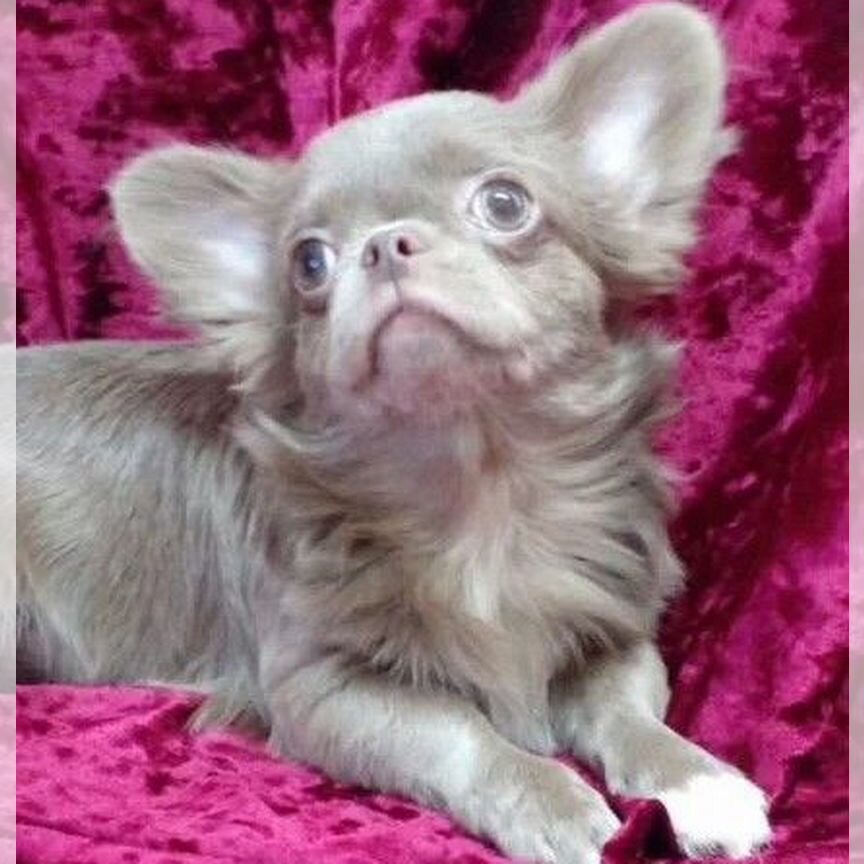 Чихуахуа, щенок