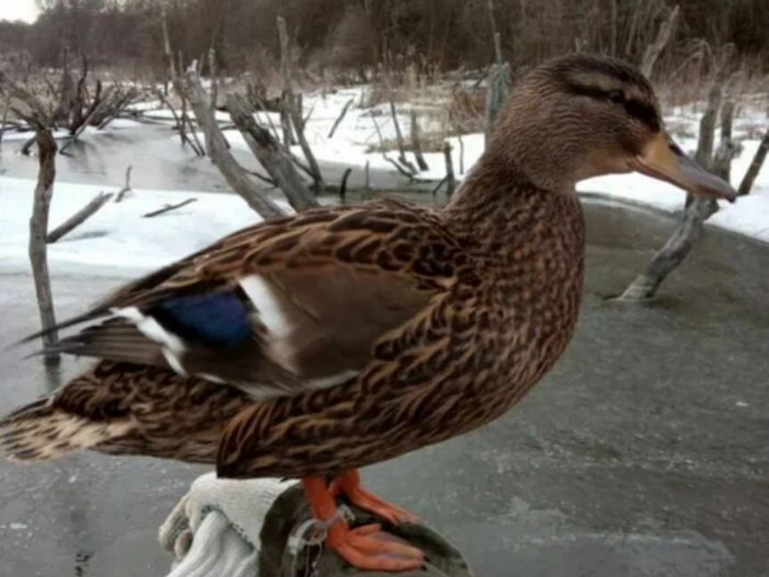 Подсадные утки