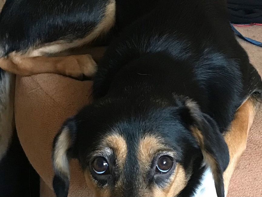 Отдам в добрые руки