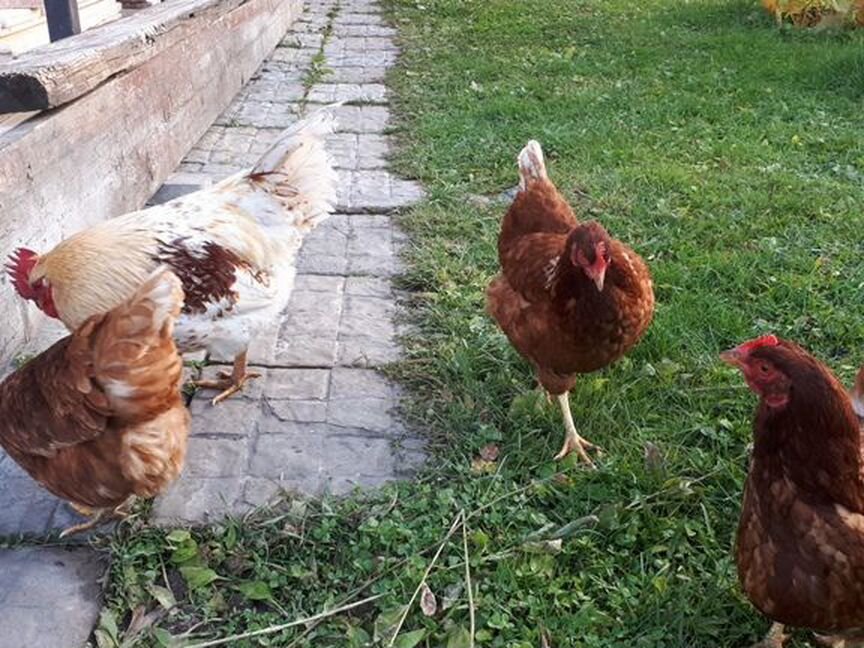 Куры несушки