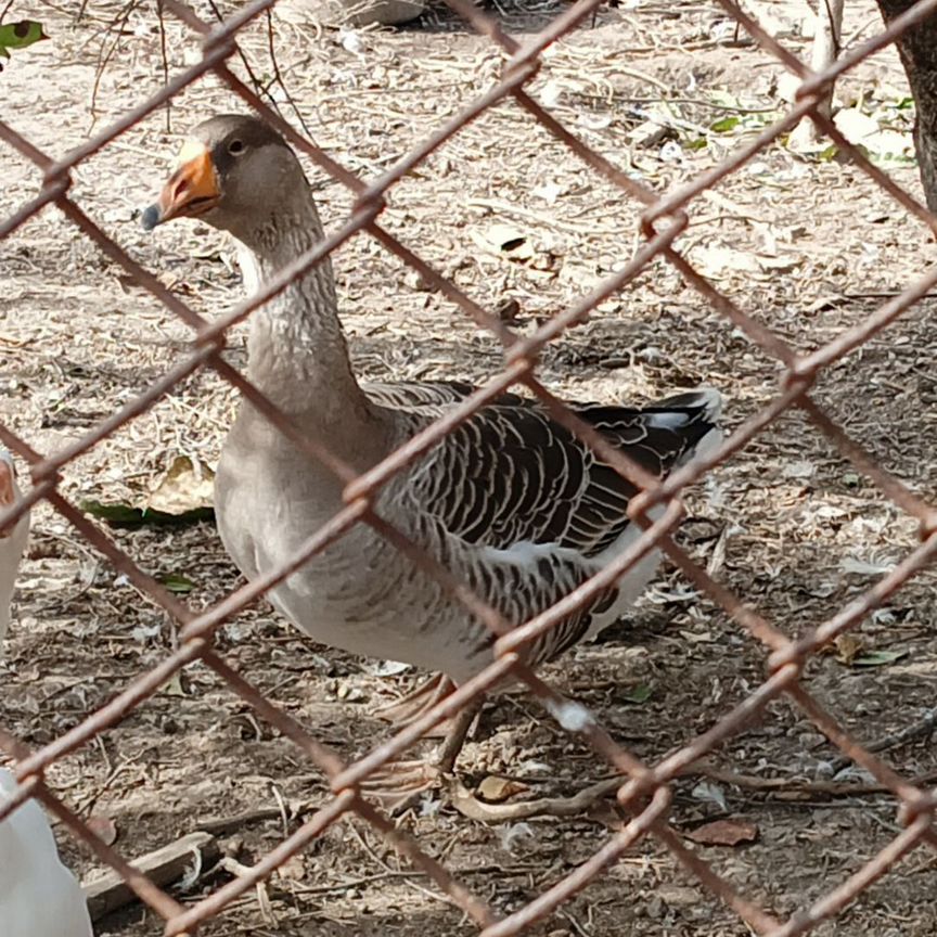 Гусь холмогор