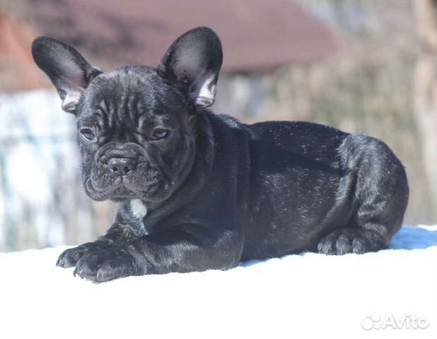 Французик мальчишка