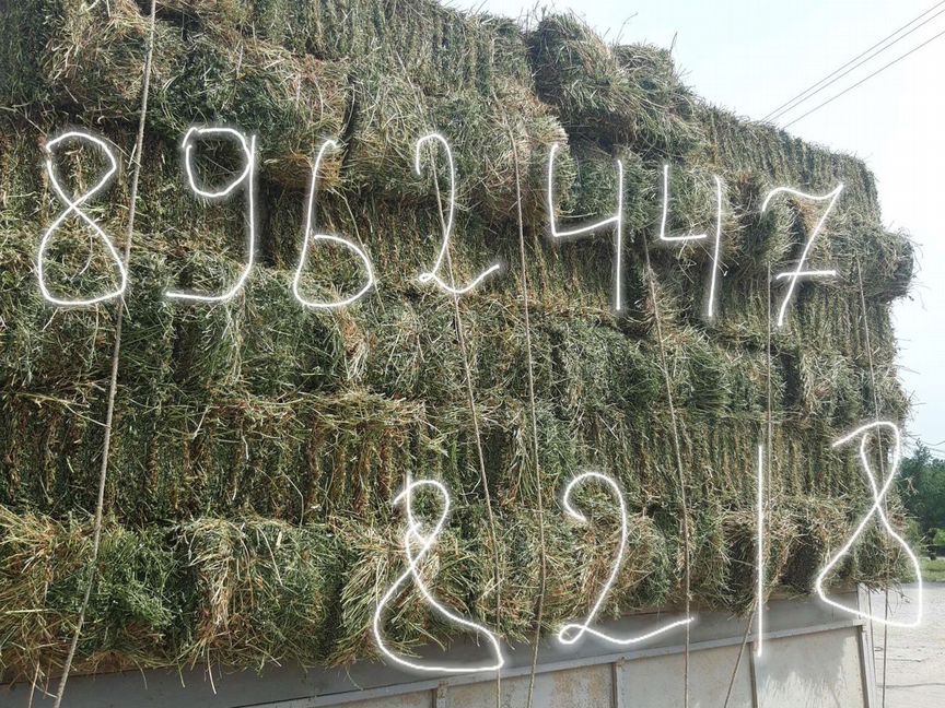 Сено люцерня в тюках