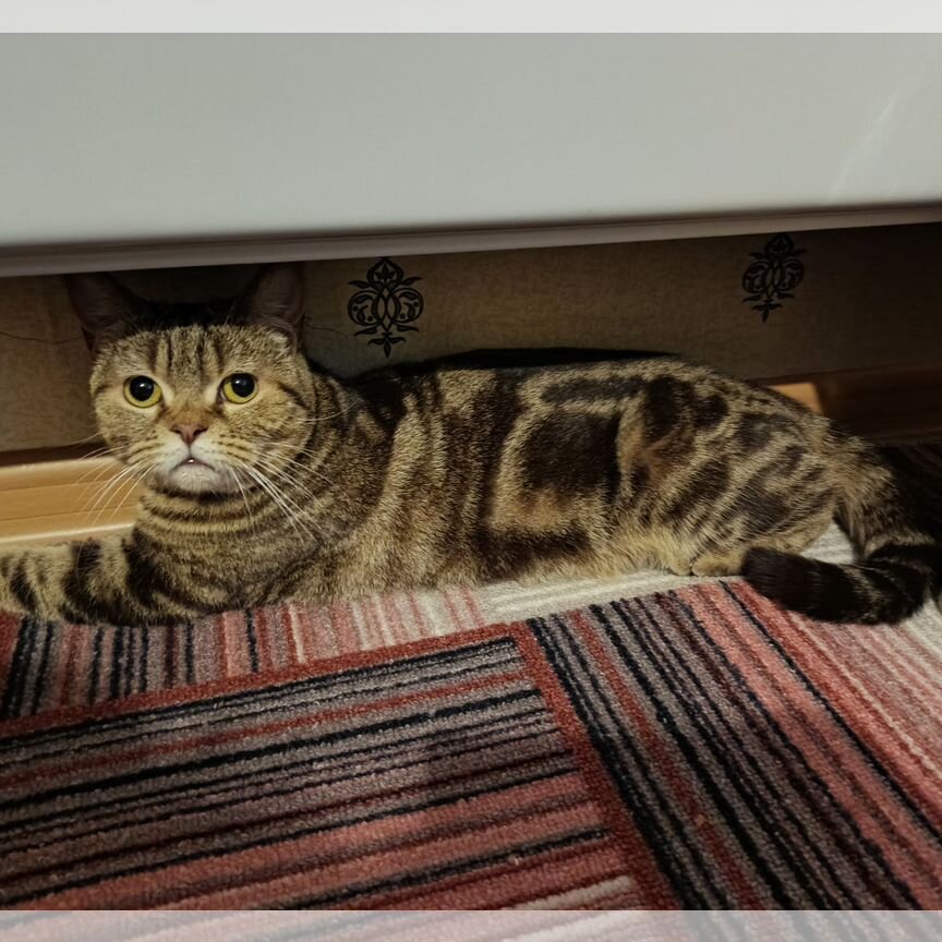 Шотландская вислоухая короткошёрстная, взрослая кошка