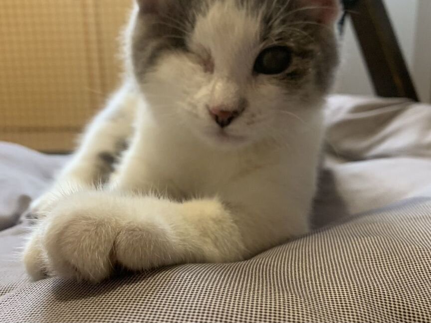Кошечка Соня ищет дом