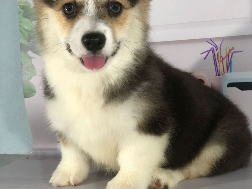 Девочка пемброк с хвостиком