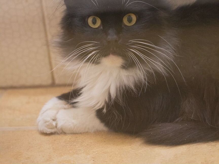 Самый одинокий котик приюта ждёт семью
