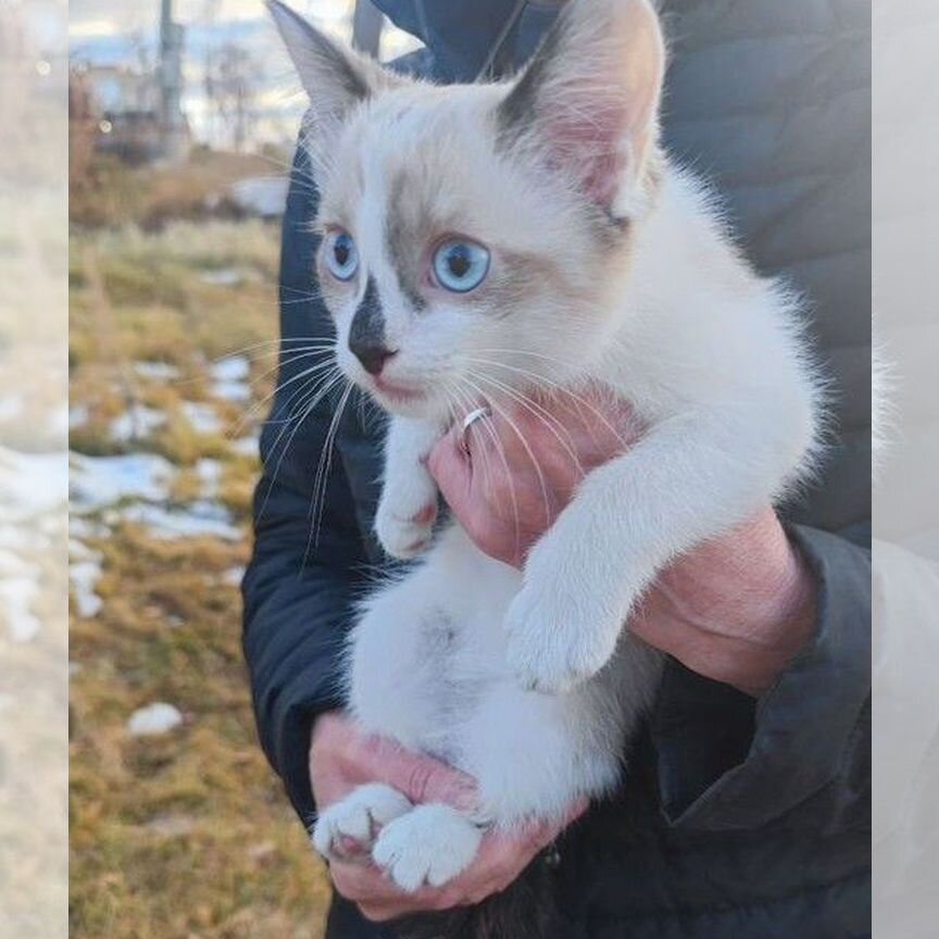 Котёнок девочка голубоглазая