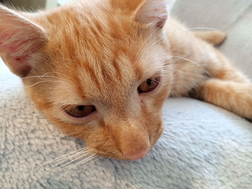 Котик