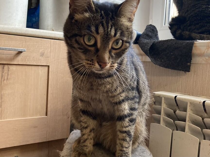 Котик Матвей хочет найти дом