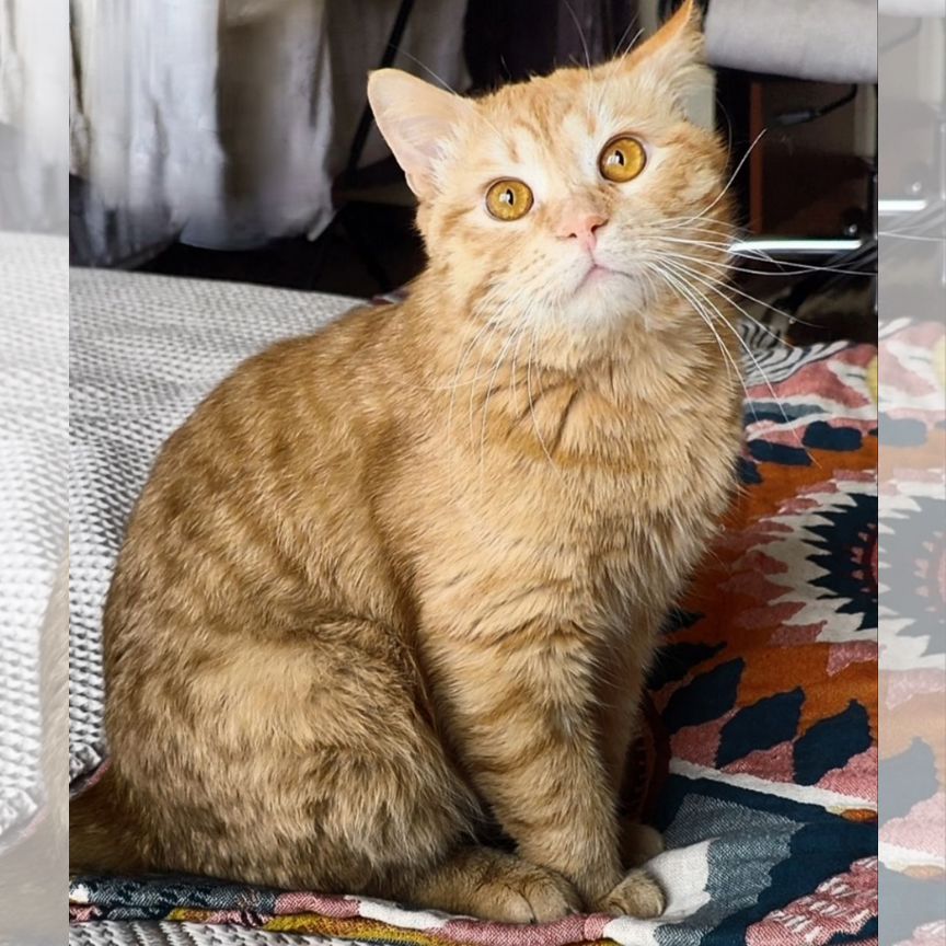 Взрослый кот в добрые руки