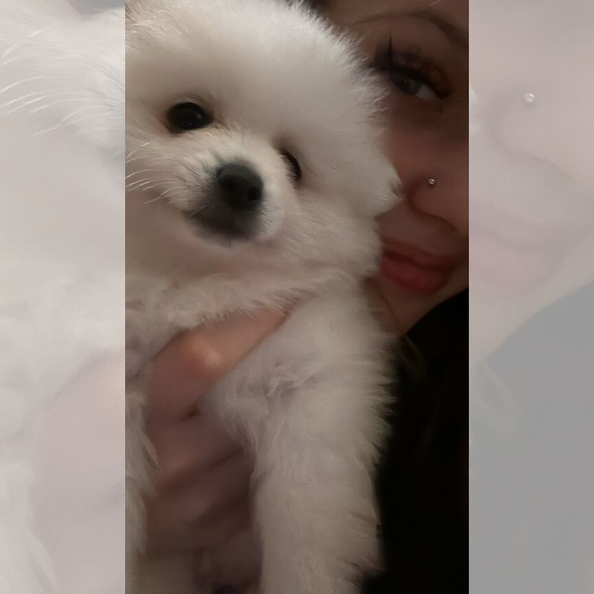 Щенки белого малого немецкого шпица