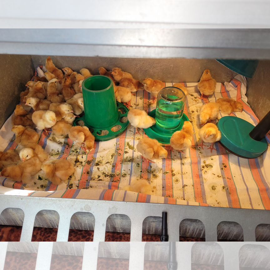 Цыплята цветной бройлер редбро