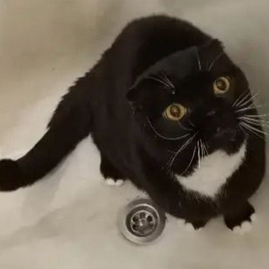 Взрослый кот в добрые руки