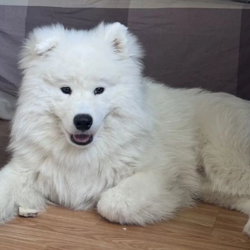 Самоедская собака, щенок