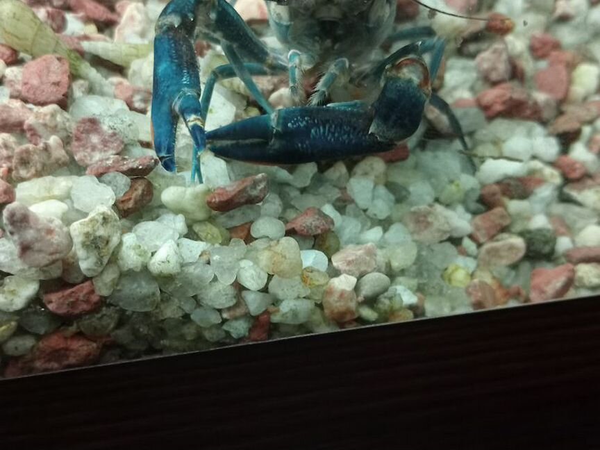 Австралийский рак