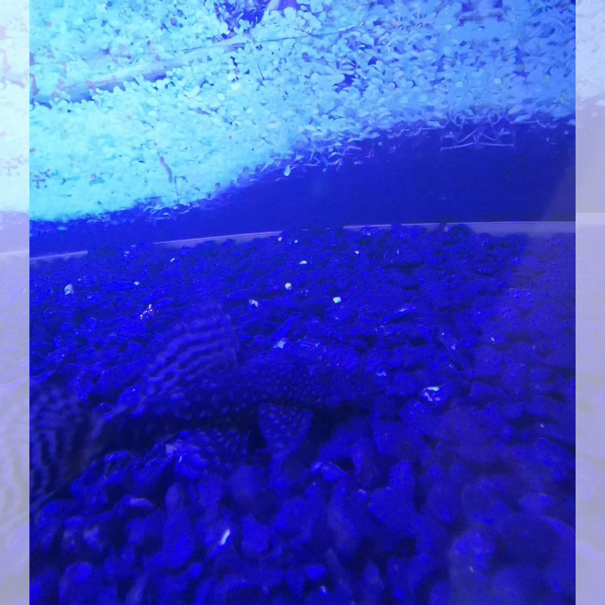 Сомик анциструс, взрослый