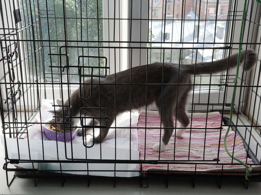 Клетка вольер для кошек и маленьких собак