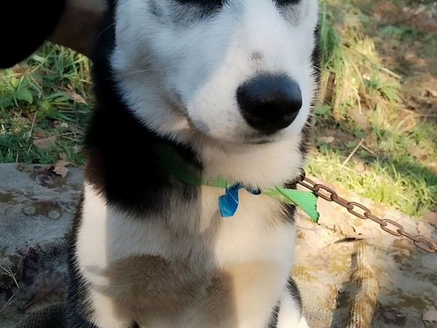 Отдам хаску девочку