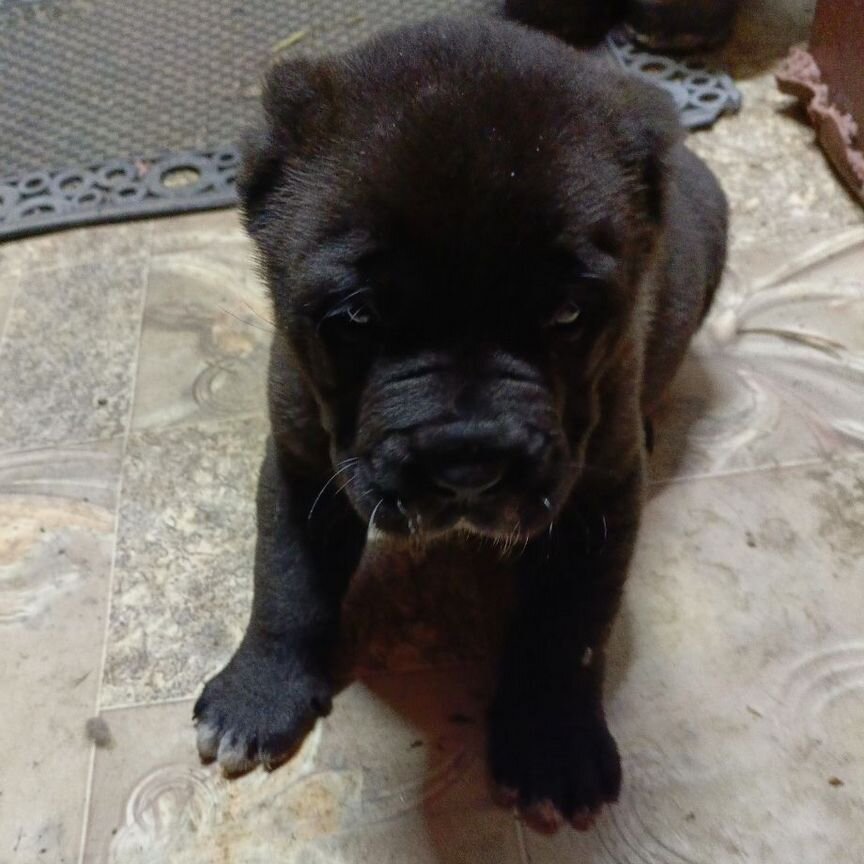 Среднеазиатская овчарка, щенок