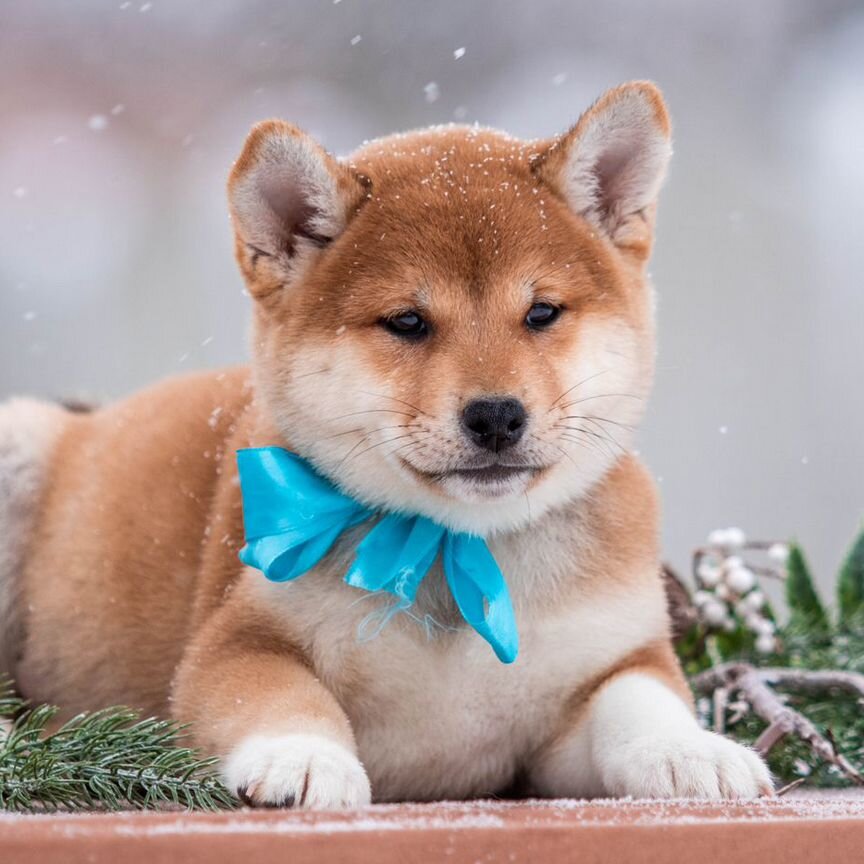 Малыши сиба для лучших владельцев