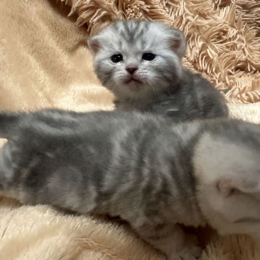 Шотландсие вислоухие котята