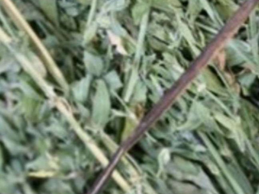 Сено разнотравия и люцерны,солома