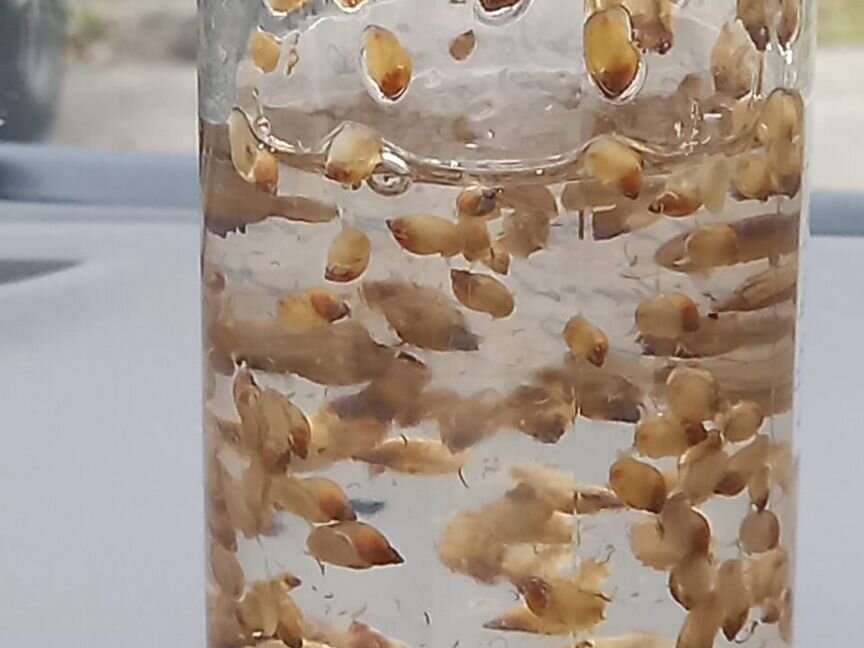 Улитка Покемон