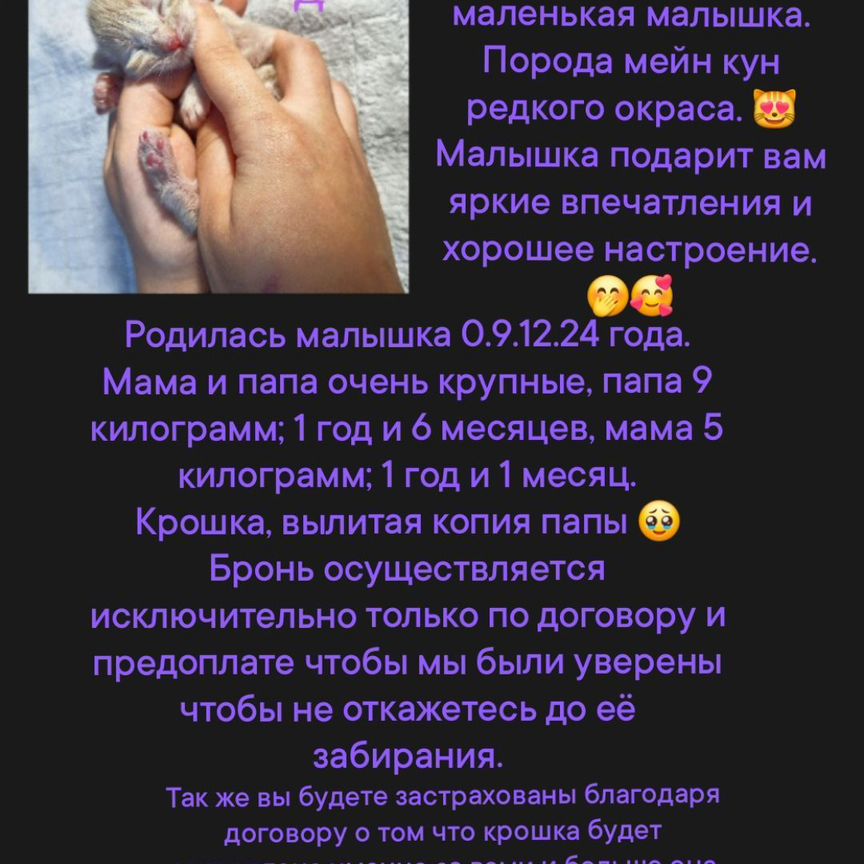 Мейн-кун, кунята, котята