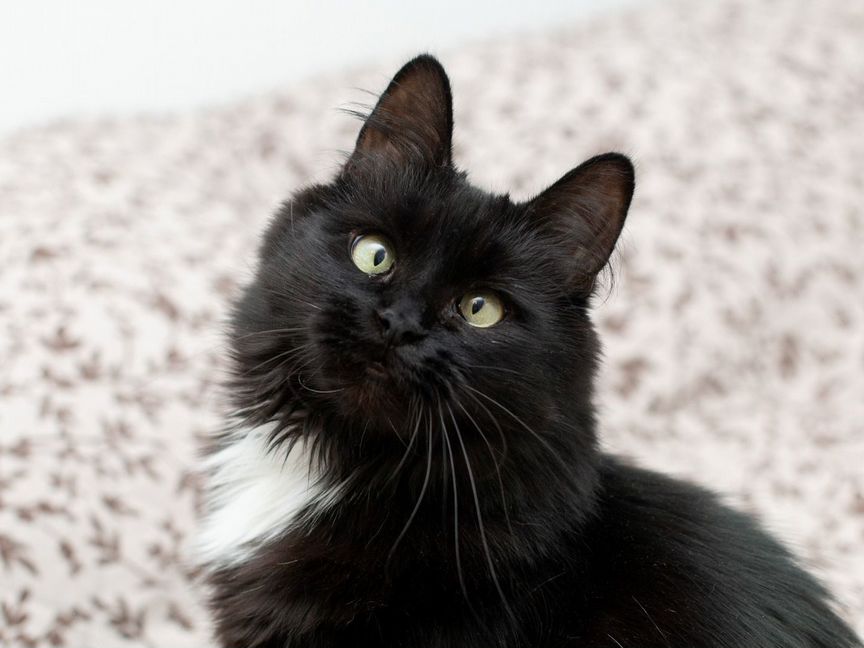 Кошечка Муся ищет дом